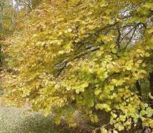 Celtic Zodiac: Hazel Tree - SunSigns.Org