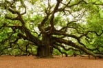 Celtic Zodiac: Oak Tree - SunSigns.Org