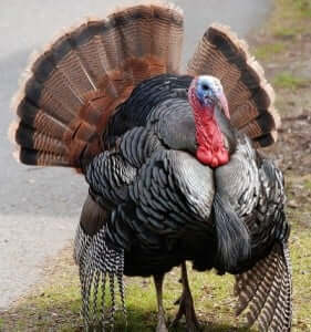 Turkey Spirit Animal Totem Meaning: Power To Change The Future ...