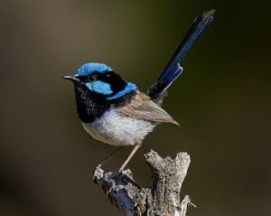 Wren Spirit Animal Totem Meaning: Taking Responsibility - SunSigns.Org