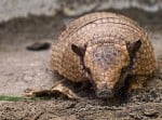 Armadillo Spirit Animal Totem Meaning: Believe In Yourself - SunSigns.Org
