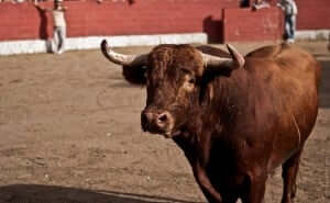 Bull Spirit Animal Totem Meaning: Be Bold - SunSigns.Org