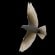Dove Spirit Animal Totem Meaning- A Sign Of Peace And Purity - SunSigns.Org