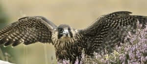 Falcon Spirit Animal Totem Meaning - Know Your Problem Solving Talents ...
