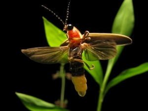 Firefly Spirit Animal Meaning Totem Meaning: Sign Of Redemption ...
