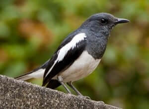 Magpie Spirit Animal Totem Meaning: Forgive And Move On - SunSigns.Org