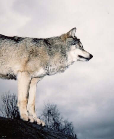 Lunar Animal Symbolism - SunSigns.Org