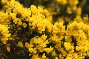 Gorse Tree Symbolism Meaning: Inspire Others - SunSigns.Org