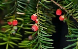 Yew Tree Meaning And Symbolism: Battle Ground - SunSigns.Org