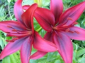 Lily Symbolism Meaning: Be Honest - SunSigns.Org