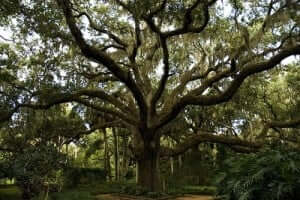 June Symbolism: Be Worthy Of Your Progress - SunSigns.Org