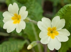 February Symbolism: Focusing On New Life - SunSigns.Org