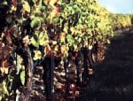 Grapevine Symbolism Meaning: Honor God First - SunSigns.Org