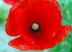 Poppy Symbolism: Peace And Stability - SunSigns.Org