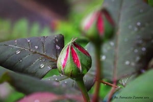 May Symbolism: Prosperity And Abundance - SunSigns.Org