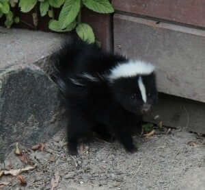 Skunk Spirit Animal Totem Meaning: Exercising Positive Energy ...