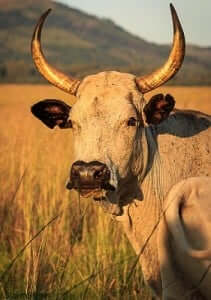 Ox Spirit Animal Totem Meaning: Living A Heavenly Life - SunSigns.Org