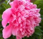 Chinese Flowers Meanings And Symbolism | SunSigns.Org