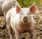 Pig Spirit Animal Totem Meaning: Always Focus Ahead - SunSigns.Org