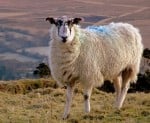 Sheep Spirit Animal Totem Meaning: Living A Simple Life - SunSigns.Org
