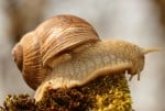Snail Spirit Animal Totem Meaning: Value Your Time - SunSigns.Org