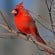 Cardinal Spirit Animal Totem Meaning: Be Helpful - SunSigns.Org