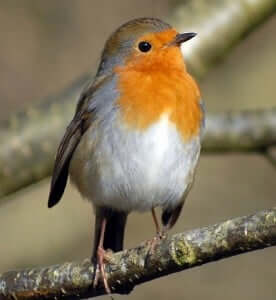 Robin Spirit Animal Totem Meaning: Think Of A Fresh Start - SunSigns.Org