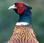 Pheasant Spirit Animal Totem Meaning: A Sign Of Forgetting The Past ...