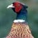 Pheasant Spirit Animal Totem Meaning: A Sign Of Forgetting The Past ...