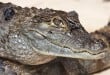 Caiman Spirit Animal Totem Meaning: Be More Careful - SunSigns.Org