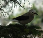 Dream Birds Animal Totem Symbolism & Meanings - SunSigns.Org