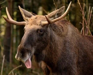 Moose Spirit Animal Totem Meaning: You Have To Be Courageous - SunSigns.Org