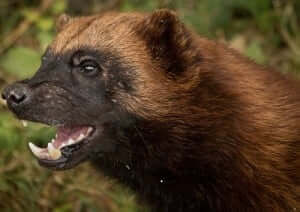 Wolverine Spirit Animal Totem Meaning: Meaning Being Fearless ...