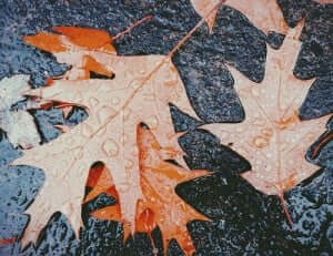 November Symbolism Meaning: Think Change - SunSigns.Org