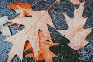 November Symbolism Meaning: Think Change - SunSigns.Org