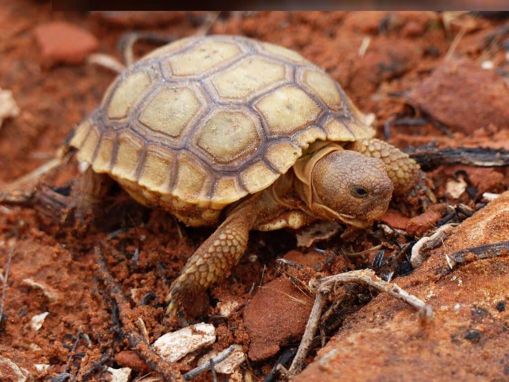 The Feng Shui Tortoise: 10 Interesting Facts - SunSigns.Org