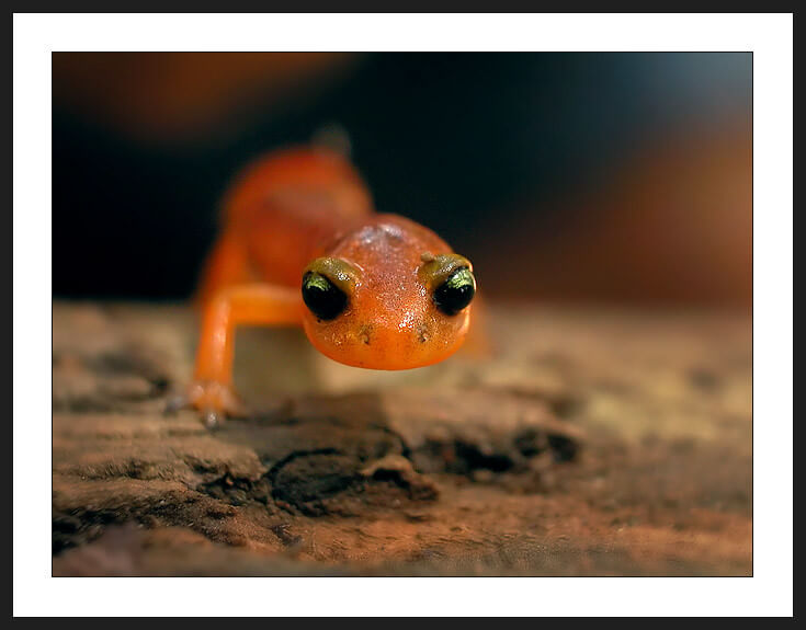 Newt Spirit Animal Totem Meaning: Have Confidence In Yourself ...