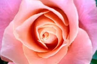The Pink Color Symbolism In Feng Shui - SunSigns.Org