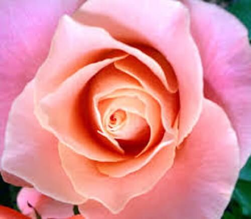 The Pink Color Symbolism In Feng Shui - SunSigns.Org