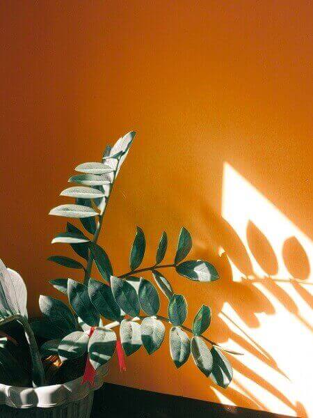 The Orange Symbolism In Feng Shui - SunSigns.Org