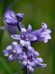 Bluebell Flower Symbolism: Being Humble and Gracious - SunSigns.Org