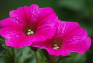 Petunia Flower Symbolism: A Symbol of Great Comfort - SunSigns.Org