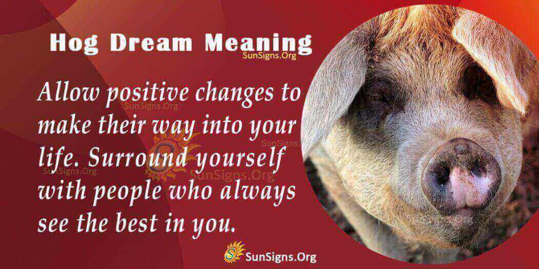 Dream About A Hog - Meaning, Interpretation And Symbolism - SunSigns.Org