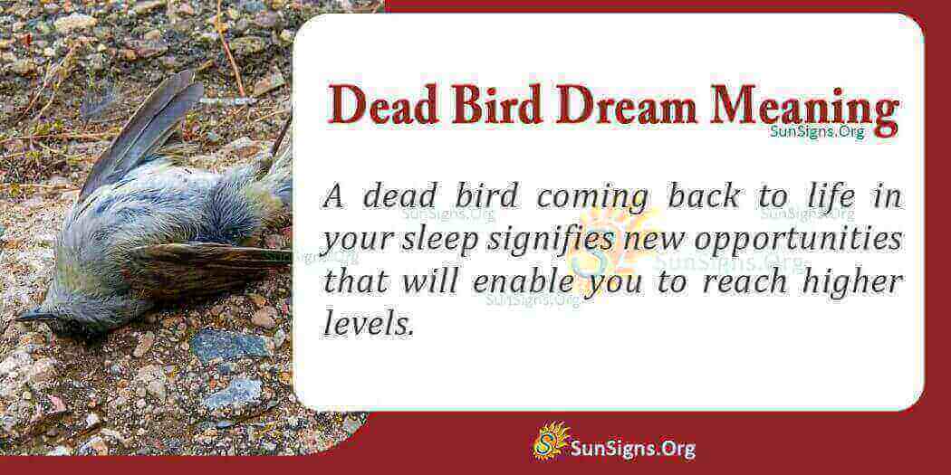Seeing A Dead Bird In Your Dream - Meaning, Interpretation And ...