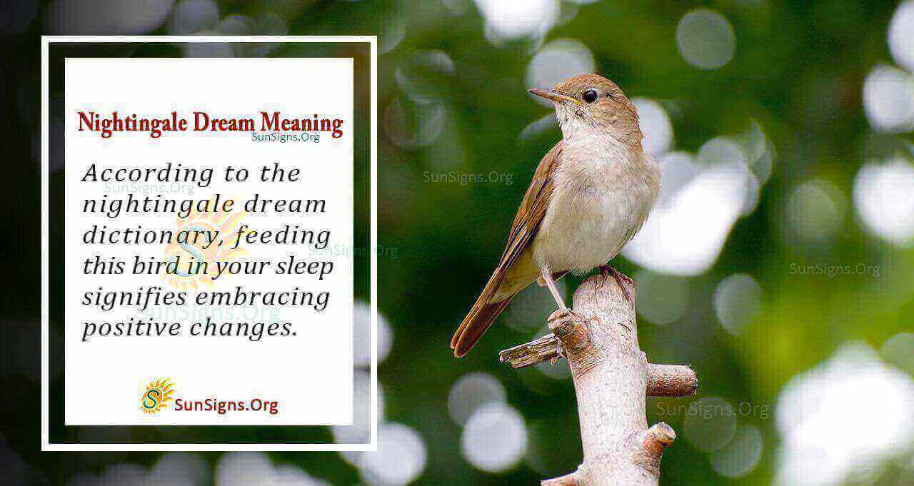 Did You See A Nightingale In Your Dream? - Meaning, Interpretation And ...