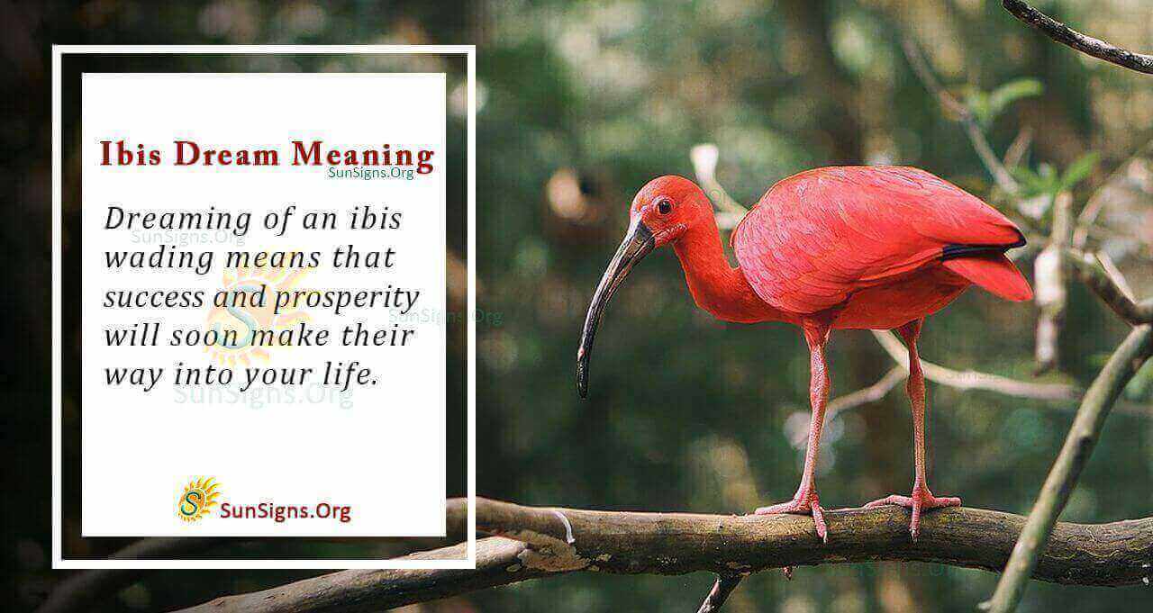 Dreaming of an Ibis Bird - Meaning, Interpretation and Symbolism ...