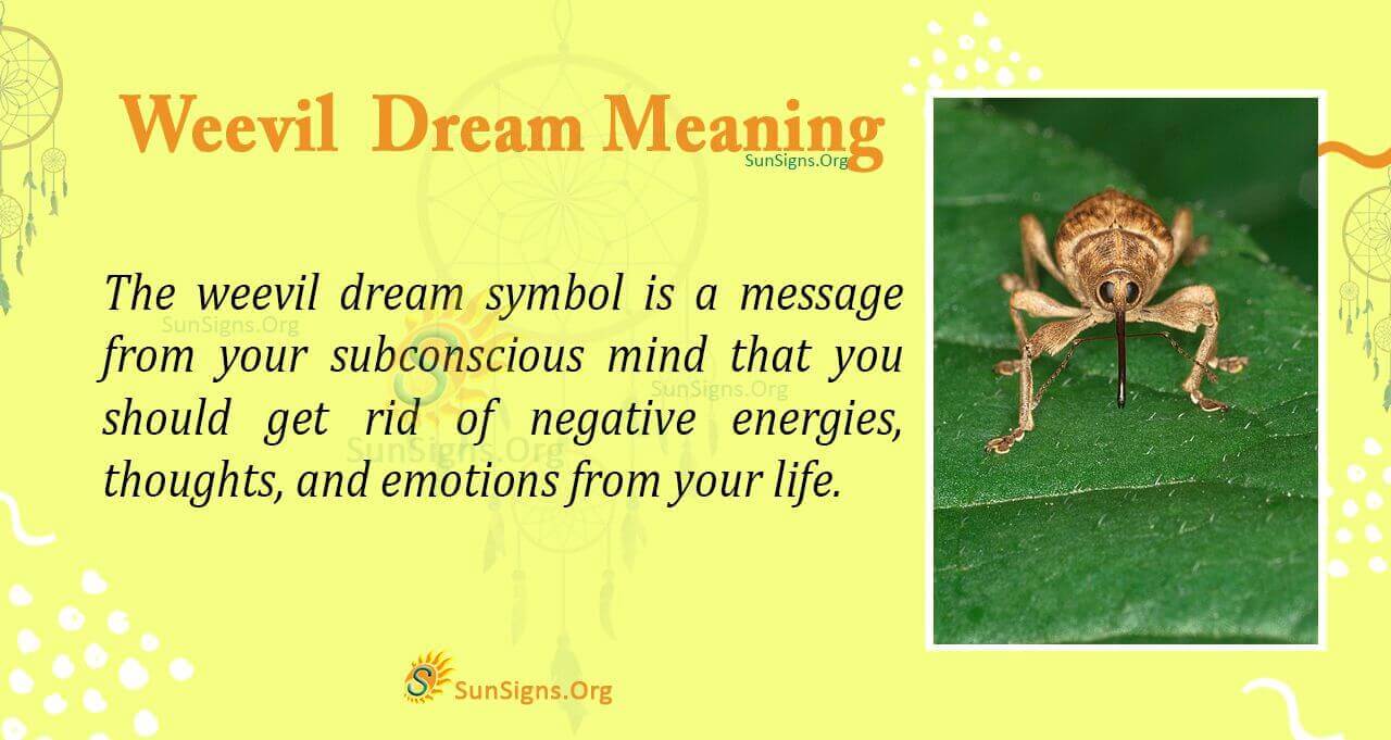 Dreaming Of A Weevil - Meaning, Interpretation and Symbolism - SunSigns.Org