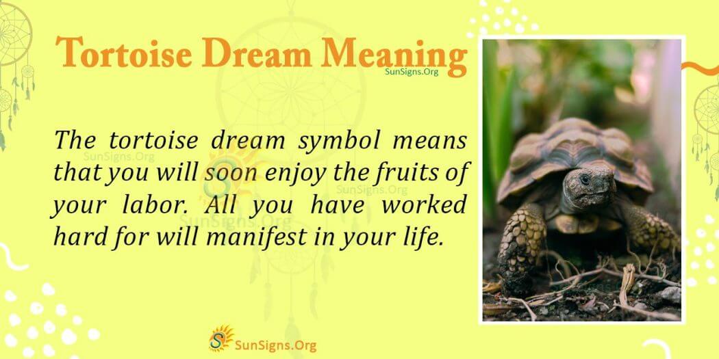 Seeing A Tortoise In Your Dream - Meaning, Interpretation And Symbolism ...