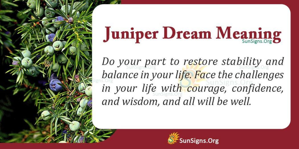 Dream Meaning of Juniper - Interpretation and Symbolism - SunSigns.Org