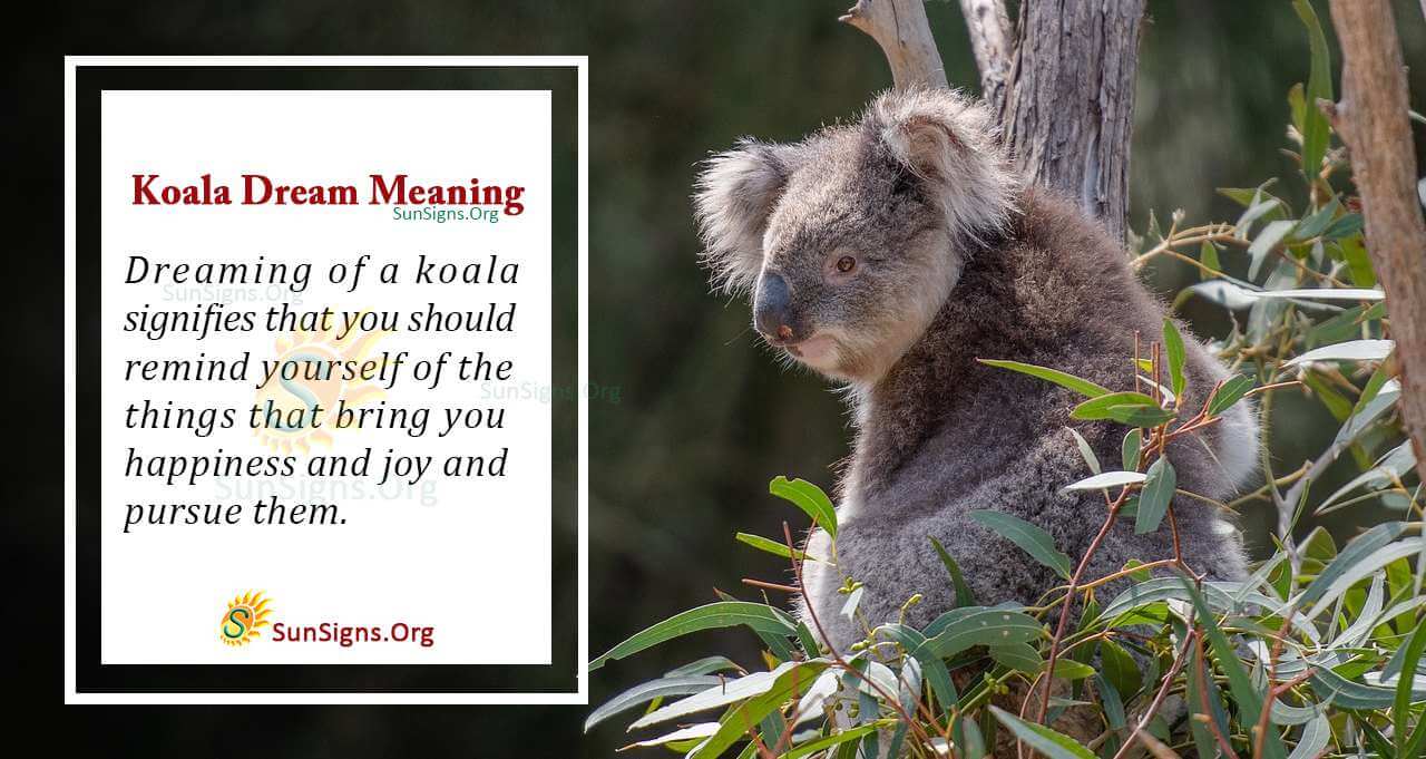 The Hidden Meaning Behind Koala Dream - Interpretation and Symbolism ...